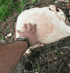 Echotec RTS300 Rotating Tree Shear (14-16t Excavators)